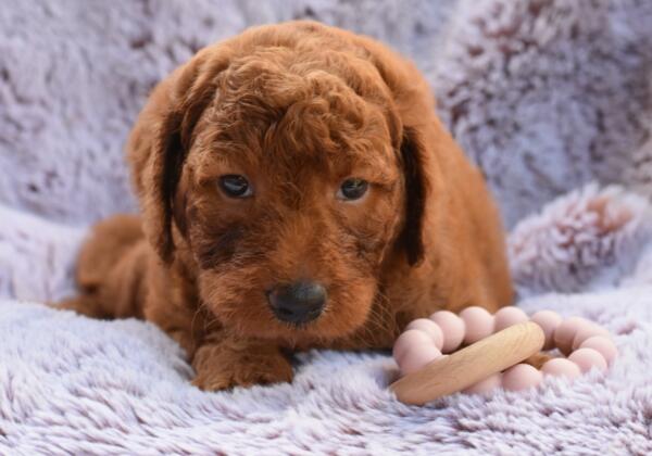 Australian Labradoodle Puppies For Sale - Amalie Labradoodle